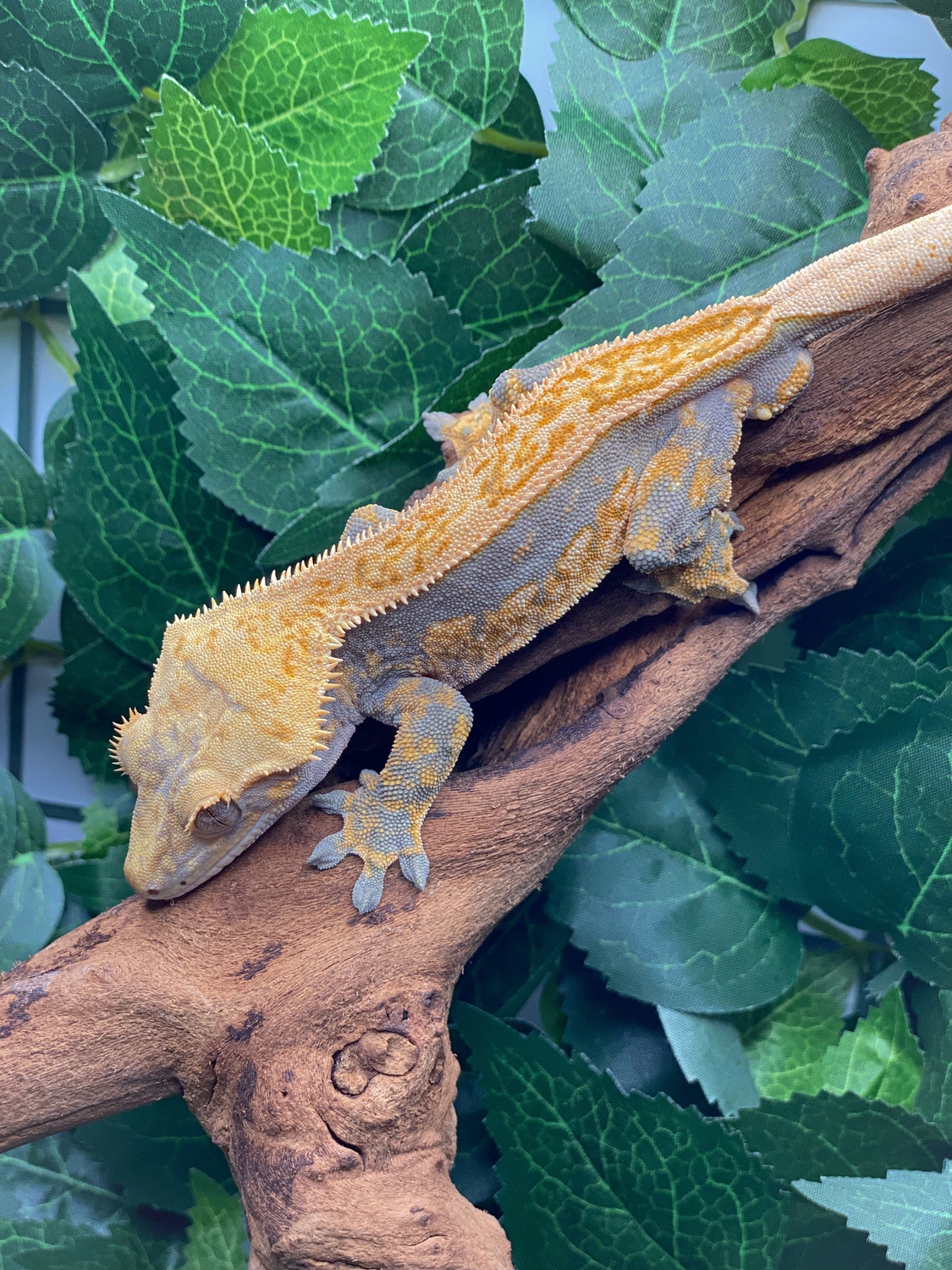 AA Het Empty Back Lavender Tangerine Pinstripe Crested Gecko by The ...
