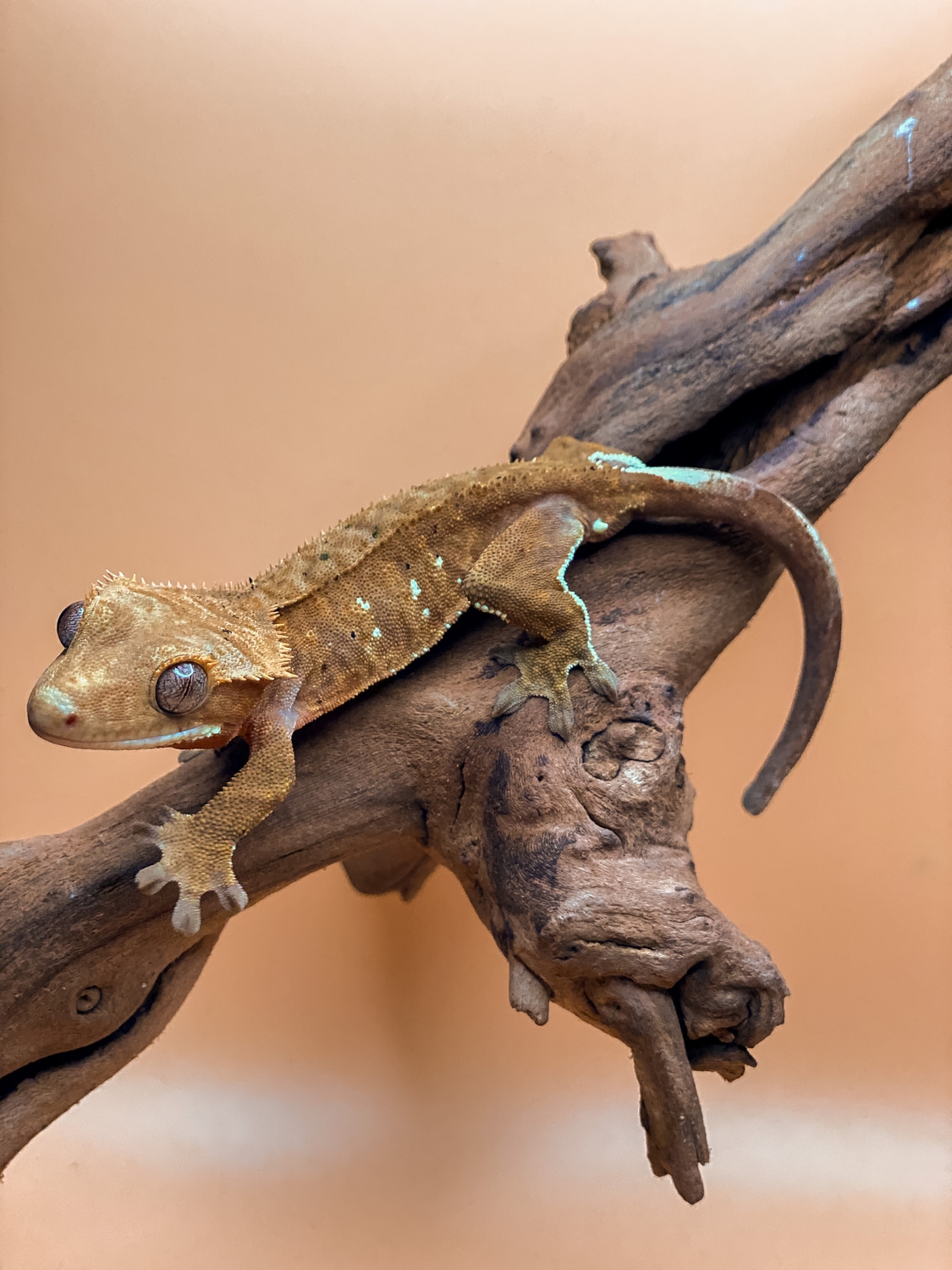 AA Red Phantom Porthole Crested Gecko by The Gecko Hub - MorphMarket