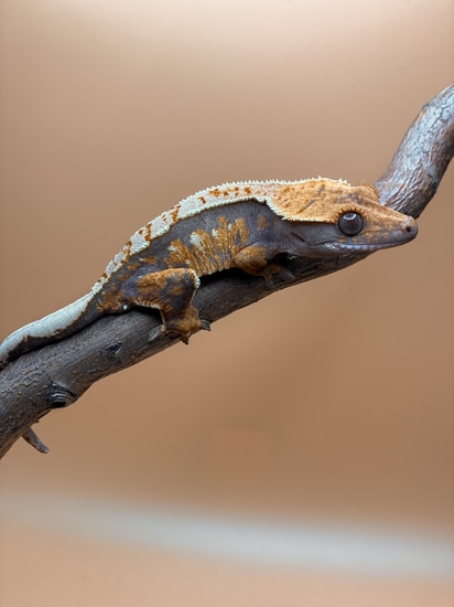 AAA Holdback Release* Tricolour Crested Gecko by The Gecko Hub