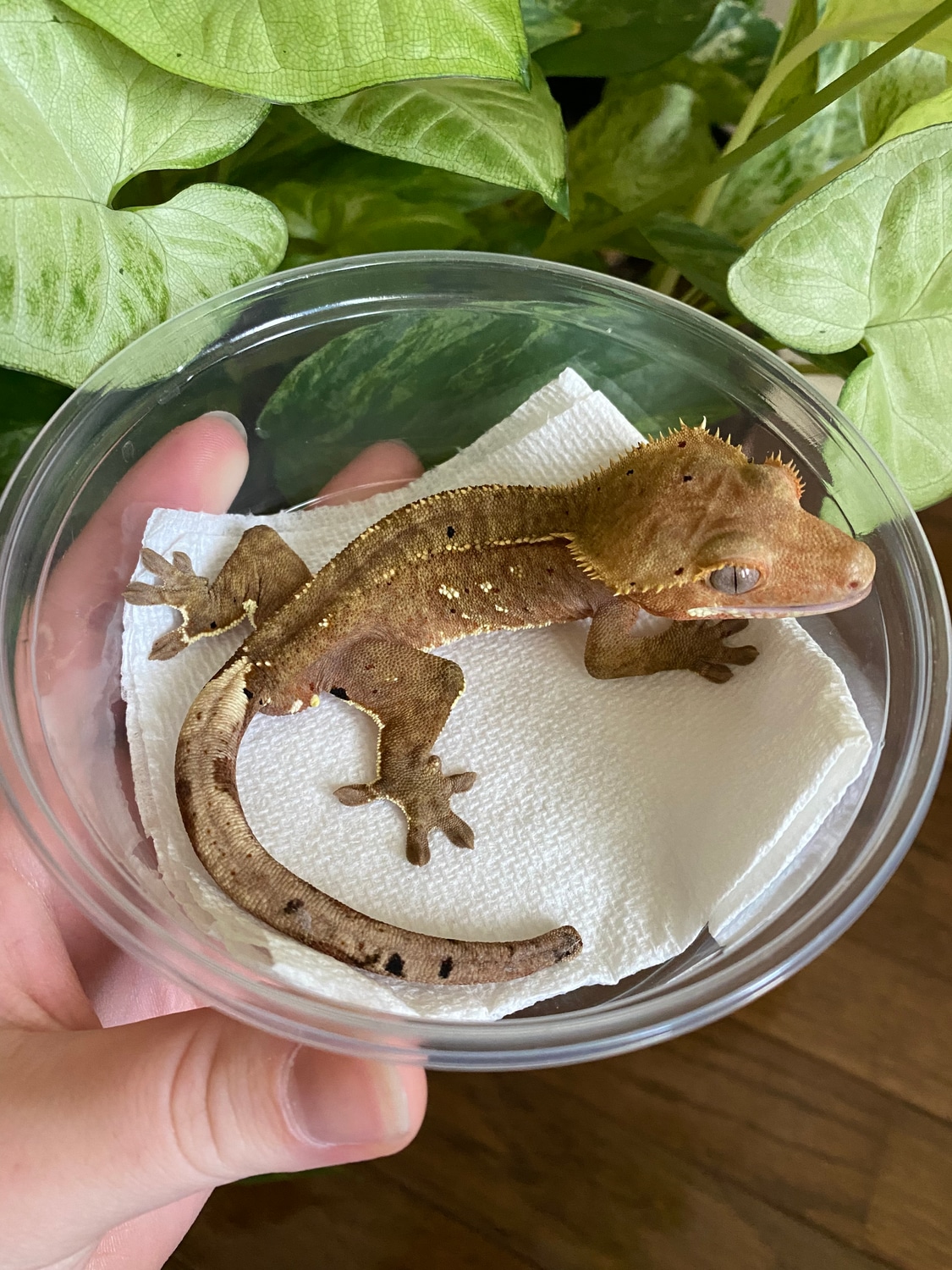 Red Phantom Brindle With Portholes Crested Gecko by The Gecko Hub ...