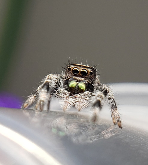 I6 Regal Jumping Spider by Purpz Mini Dino's & Spoods