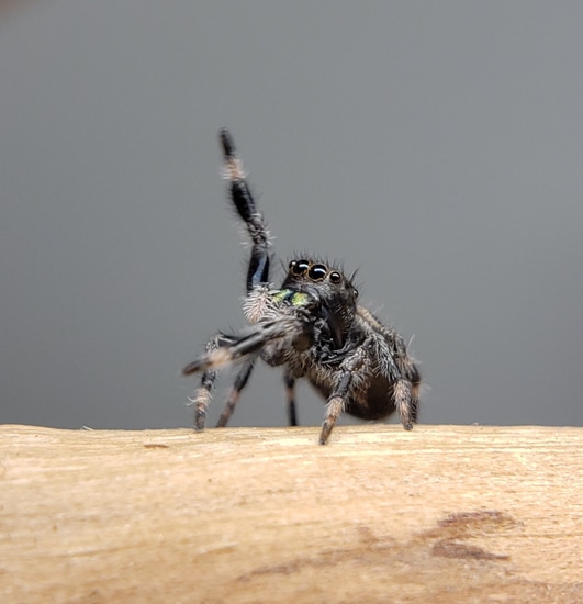 Regal Jumping Spider I6 by Purpz Mini Dino's & Spoods