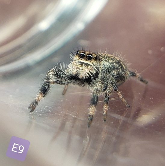 I7 Regal Jumping Spider by Purpz Mini Dino's & Spoods