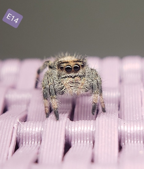 Adorable Regal Jumping Spider-I7 by Purpz Mini Dino's & Spoods