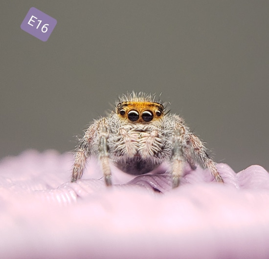 Brightly Colored Phidippus Regius Jumping Spider by Purpz Mini Dino's ...