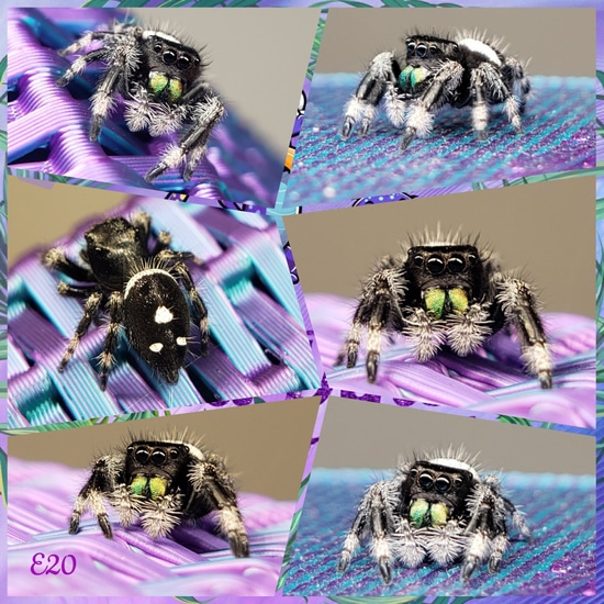 I9 Regal Jumping Spider by Purpz Mini Dino's & Spoods