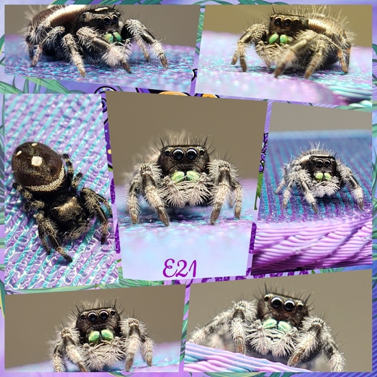 I8 Regal Jumping Spider by Purpz Mini Dino's & Spoods