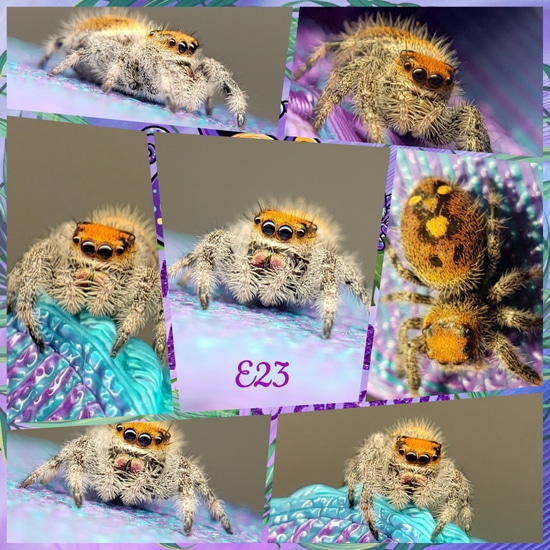 High Orange I8 Regal Jumping Spider by Purpz Mini Dino's & Spoods