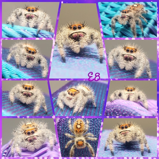 Stunning Fuzzy Girl! Jumping Spider by Purpz Mini Dino's & Spoods