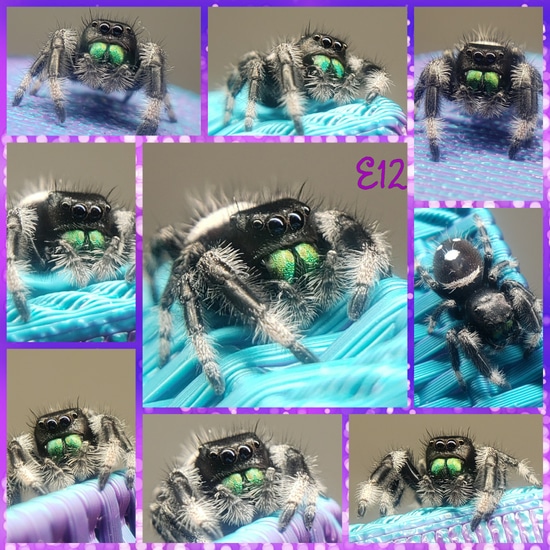 Check Out Those Chels! Jumping Spider by Purpz Mini Dino's & Spoods