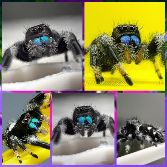 *Holdback Release* Male Regal Jumping Spider by Purpz Mini Dino's & Spoods