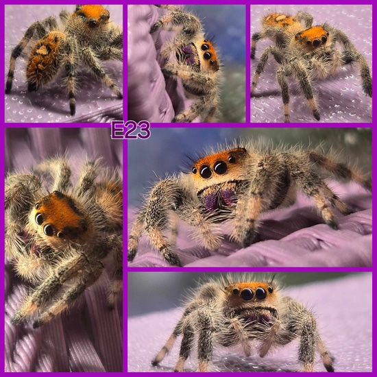 Beautiful Female Regal Jumping Spider by Purpz Mini Dino's & Spoods