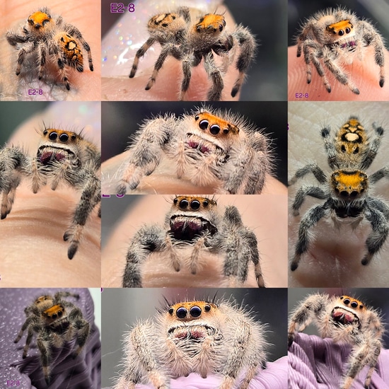 I7 Orange Regal Girl Jumping Spider by Purpz Mini Dino's & Spoods