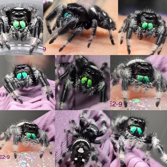 Very Friendly Male Regal Jumping Spider by Purpz Mini Dino's & Spoods