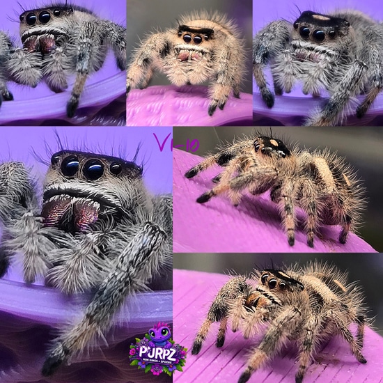 I7 Female Regal Jumping Spider by Purpz Mini Dino's & Spoods