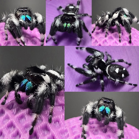 White Phase Male Regal Jumping Spider by Purpz Mini Dino's & Spoods