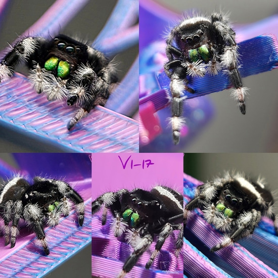 Male White Phase Regal Jumping Spider by Purpz Mini Dino's & Spoods