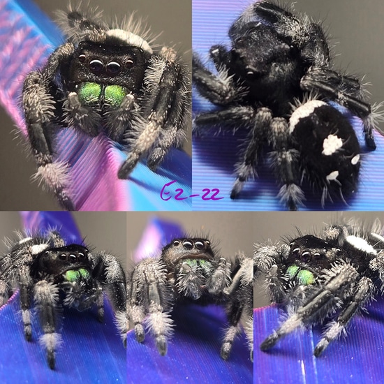 Super Sweet Male Regal Jumping Spider by Purpz Mini Dino's & Spoods