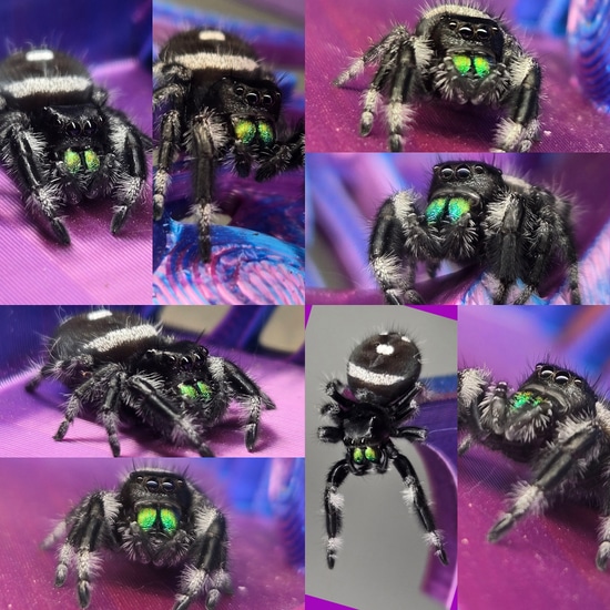 Adult Male Regal Jumping Spider by Purpz Mini Dino's & Spoods