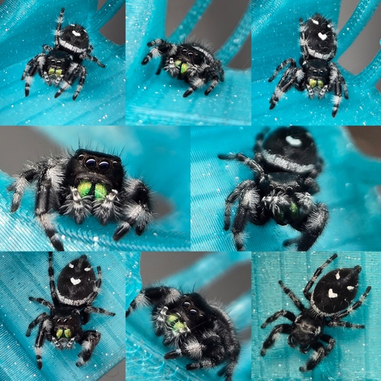Stunning Male White Phase Regal Jumping Spider by Purpz Mini Dino's ...