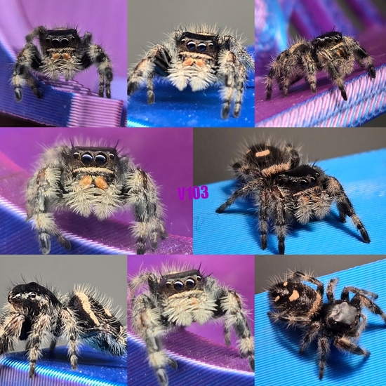 Beautiful Female Regal Jumping Spider by Purpz Mini Dino's & Spoods