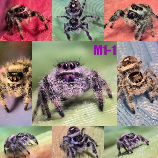 Gorgeous Regal Girl Jumping Spider by Purpz Mini Dino's & Spoods