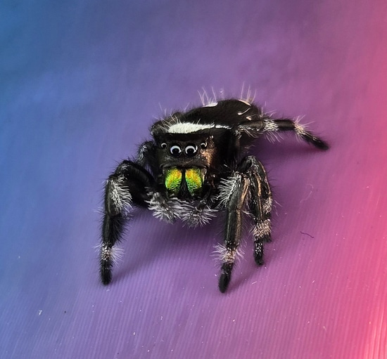 I6 Male Regal Jumping Spider by Purpz Mini Dino's & Spoods