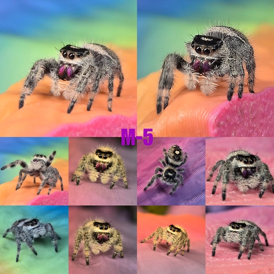 Grayish Regal Female Jumping Spider by Purpz Mini Dino's & Spoods