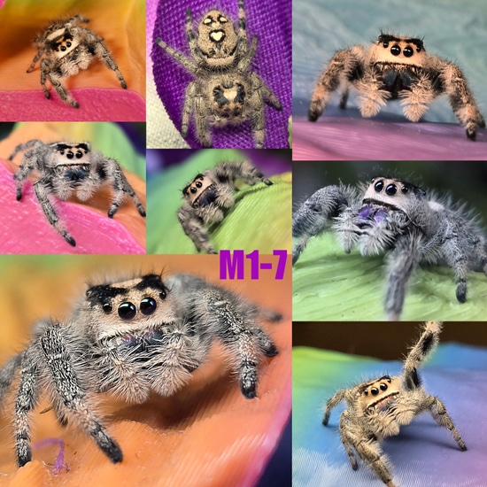 Light Phase Regal Girl Jumping Spider by Purpz Mini Dino's & Spoods