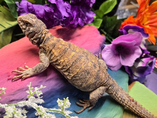 Female Ornate Uromastyx by Purpz Mini Dino's & Spoods