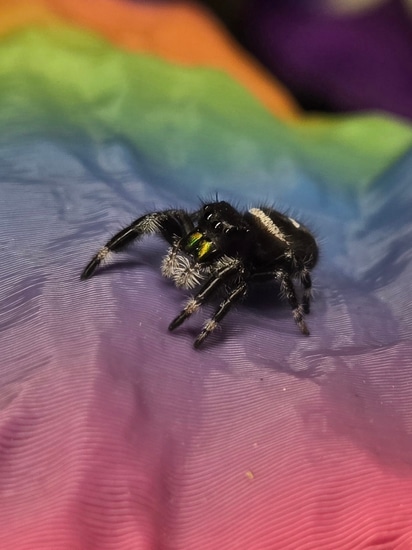 BOGO White Phase Regal Male M1-22 Jumping Spider by Purpz Mini Dino's ...