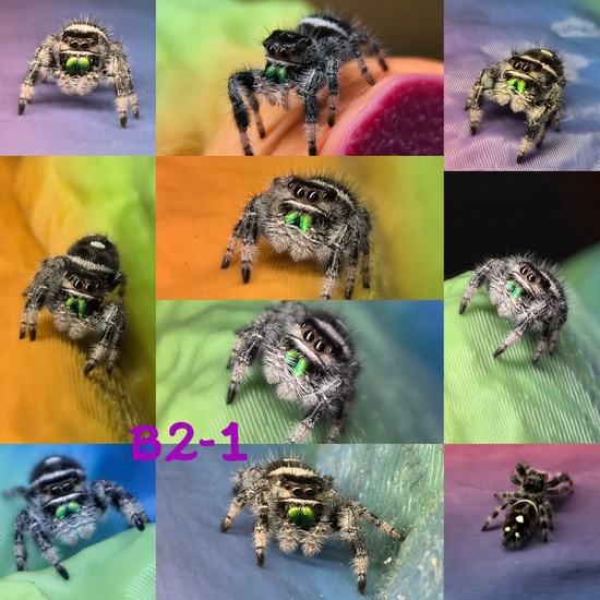 Apalachicola Regal B2-1 Jumping Spider by Purpz Mini Dino's & Spoods