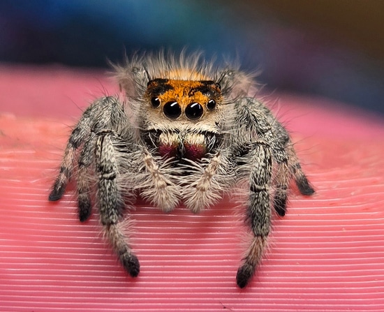 Orange Phase Female Regal - D1-13 Jumping Spider by Purpz Mini Dino's ...