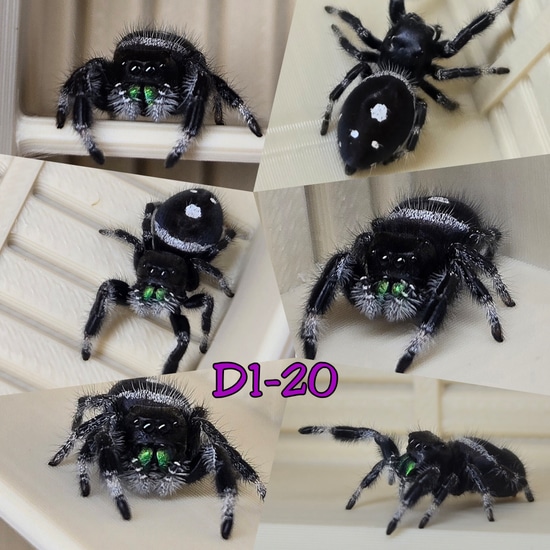 Male Regal D1-20 Jumping Spider by Purpz Mini Dino's & Spoods