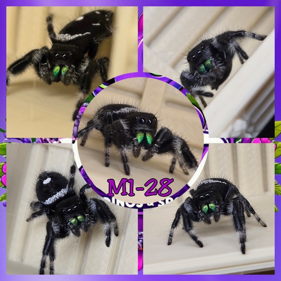 Super Friendly Regal M1-28 Jumping Spider by Purpz Mini Dino's & Spoods