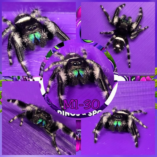 Male Regal M1-30 Jumping Spider by Purpz Mini Dino's & Spoods