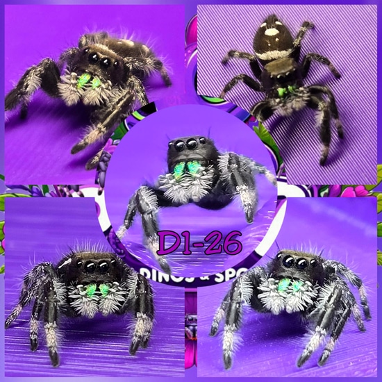 Calm Male Regal D1-26 Jumping Spider by Purpz Mini Dino's & Spoods