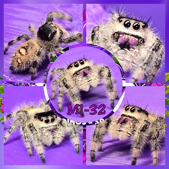 Apalachicola Female M1-32 Jumping Spider by Purpz Mini Dino's & Spoods