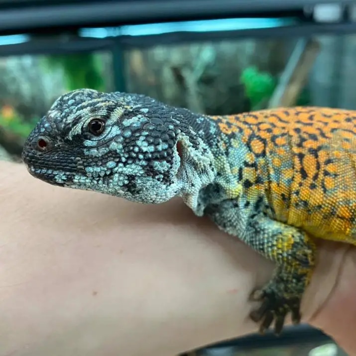 CB Moroccan Uromastyx by Exotic Creations - MorphMarket