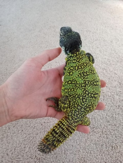 Adult Female Moroccan Uromastyx by Exotic Creations