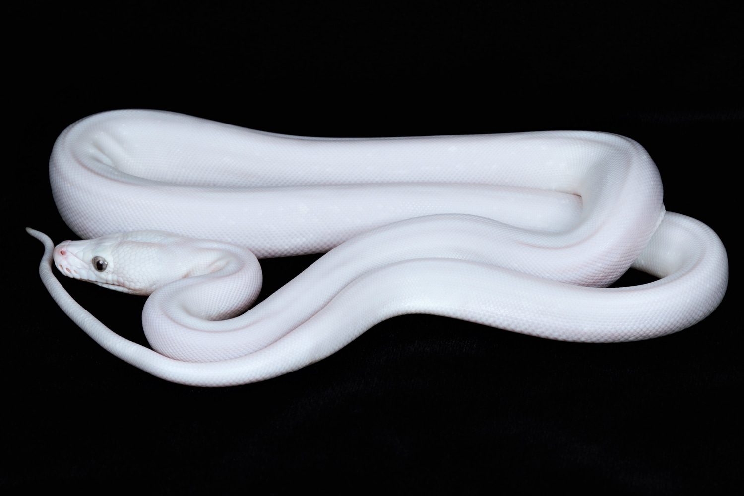 Super Phantom 25% Super Dwarf Reticulated Python by Aqua Fauna Reptiles ...