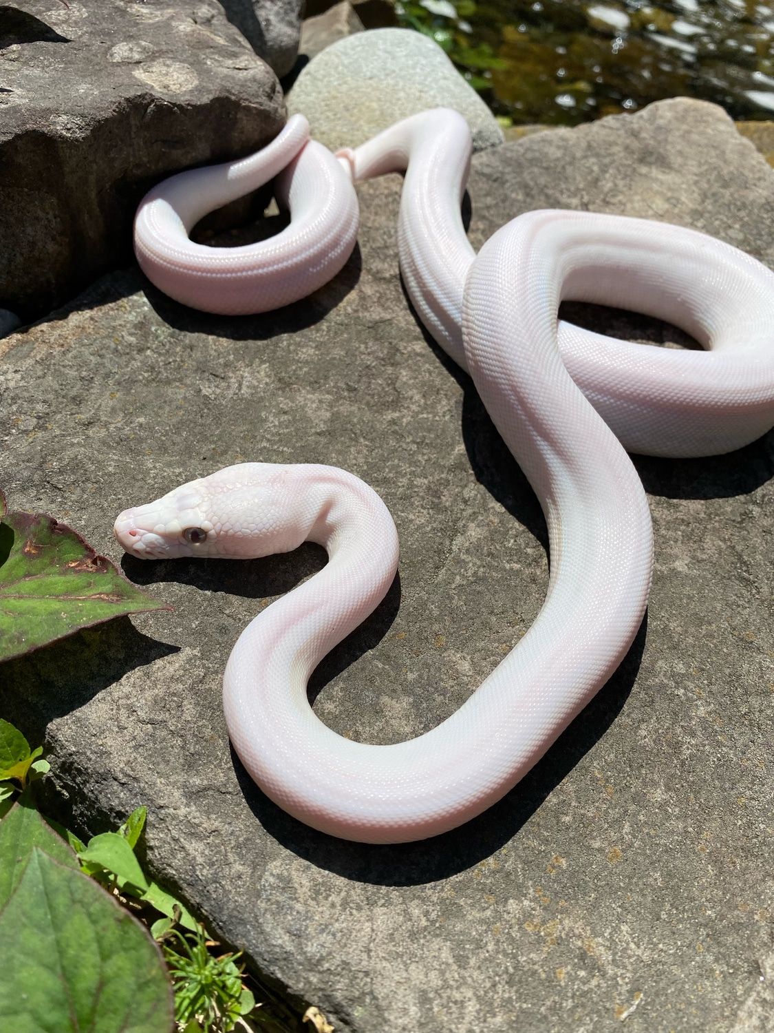 Super Phantom 25% Kalatoa Super Dwarf Reticulated Python by Aqua Fauna ...