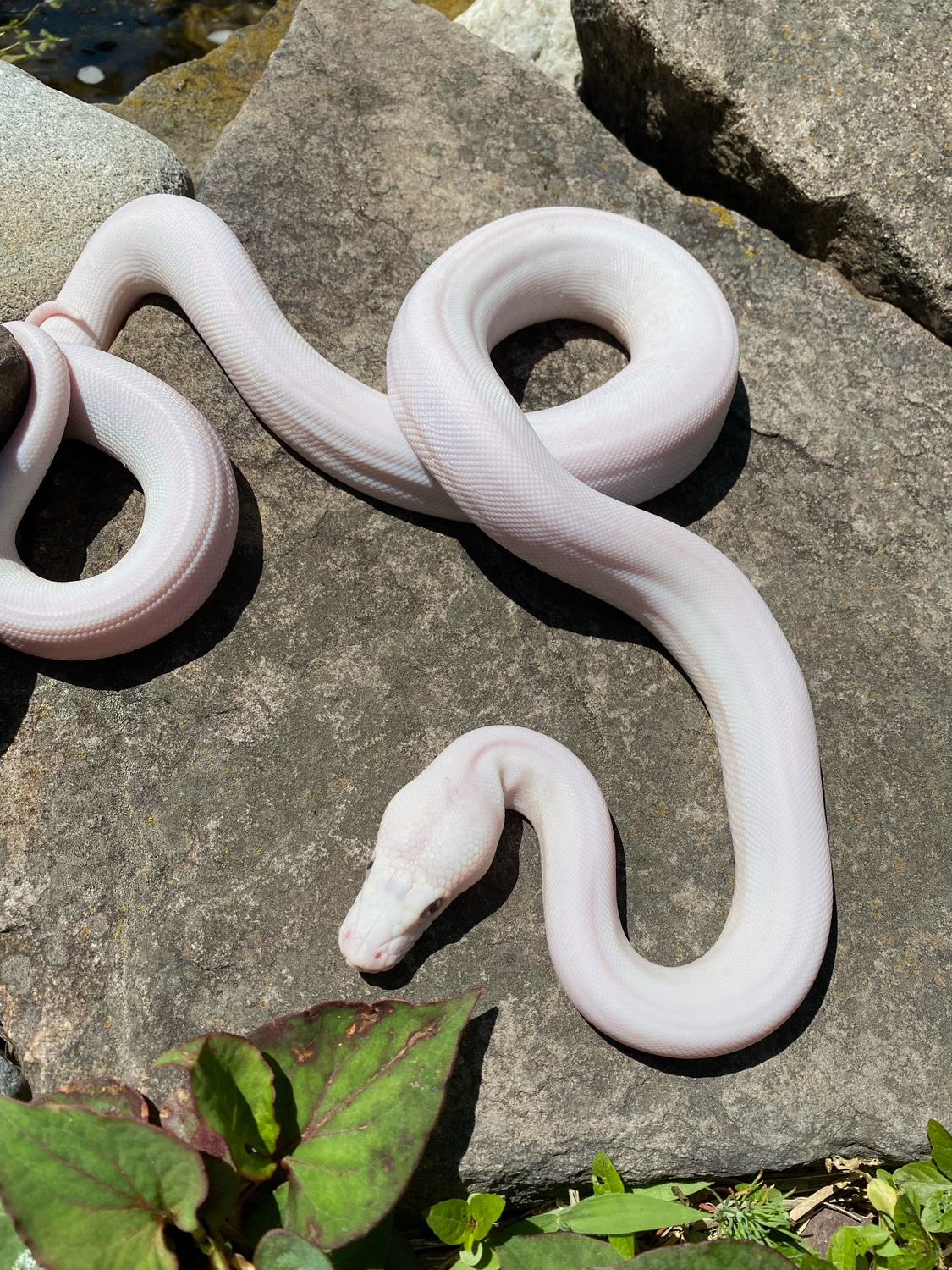 Super Phantom 25% Kalatoa Super Dwarf Reticulated Python by Aqua Fauna ...