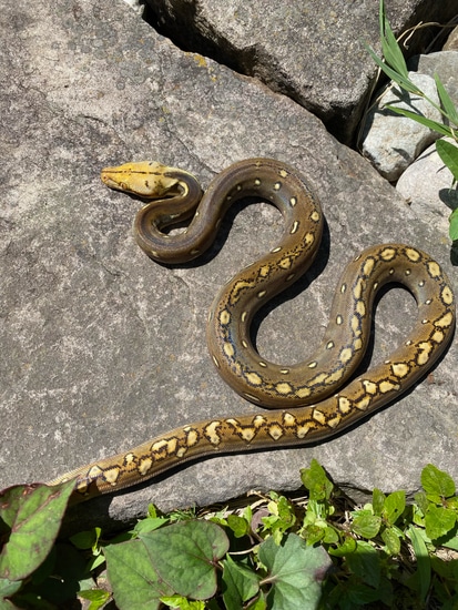 Phantom 25% Kalatoa Super Dwarf Reticulated Python by Aqua Fauna Reptiles