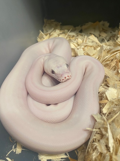 50% Kalatoa Super Phantom Reticulated Python by Aqua Fauna Reptiles