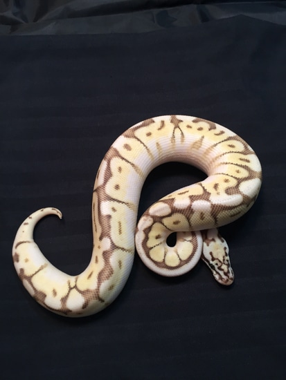 Queen Bee Ball Python by Aquariums Wholesale and Pet Supply