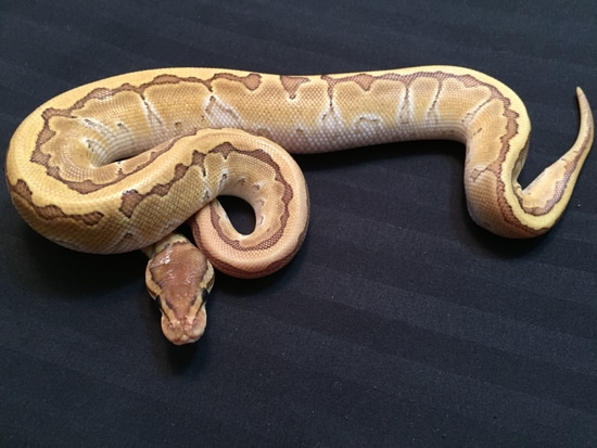 Kingpin Ball Python by Aquariums Wholesale and Pet Supply