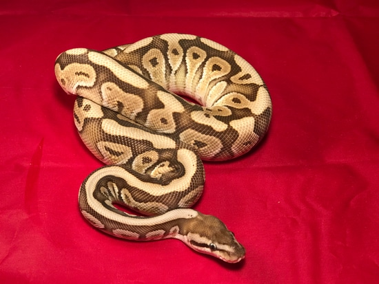 Hgw Spector Ball Python by Aquariums Wholesale and Pet Supply