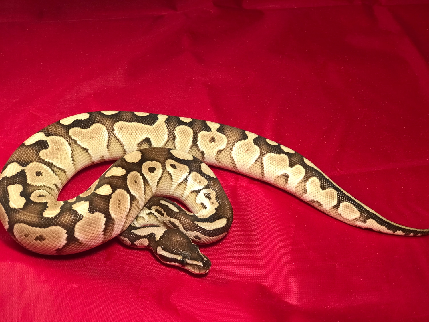 Lesser Yb Ball Python by Aquariums Wholesale and Pet Supply - MorphMarket