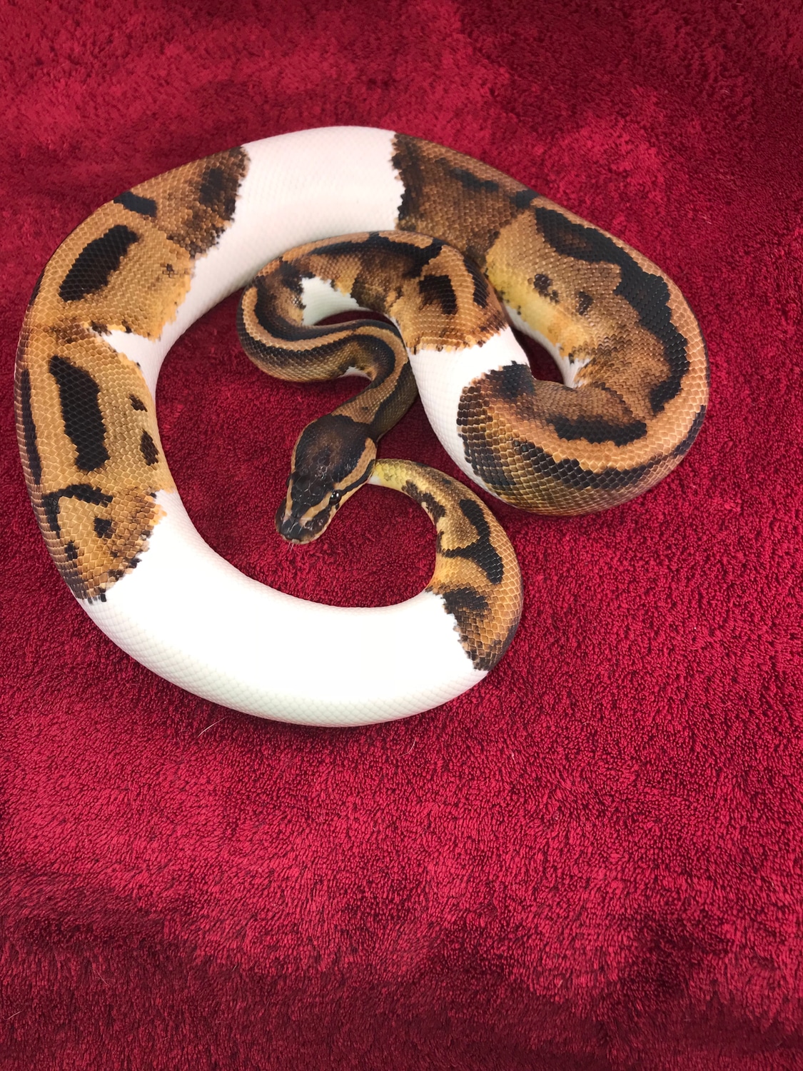 Pied Pos Blackhead Ball Python by Aquariums Wholesale and Pet Supply ...